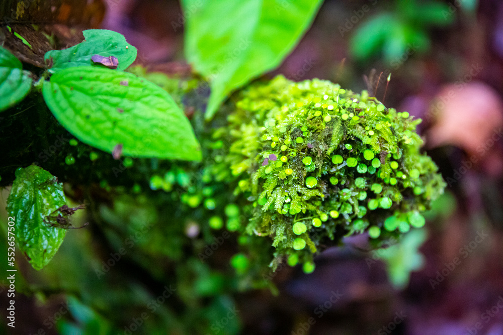 A close-up on the unique foliage of plants growing in the Costa Rican ...