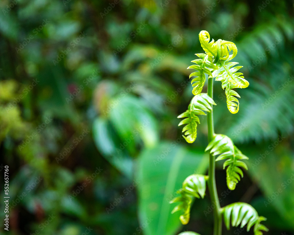 A close-up on the unique foliage of plants growing in the Costa Rican ...