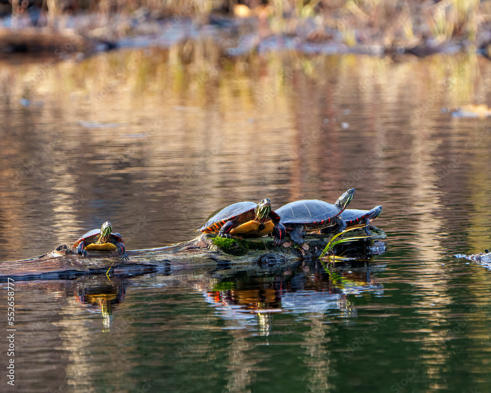Painted Turtle Photo and Image. Turtles resting on a log in the pond ...