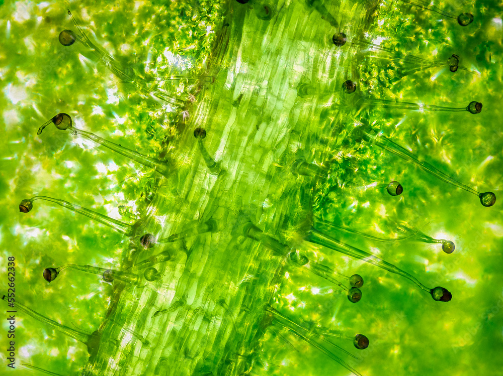 geranium leaf under microscope showing trichomes - optical microscope ...