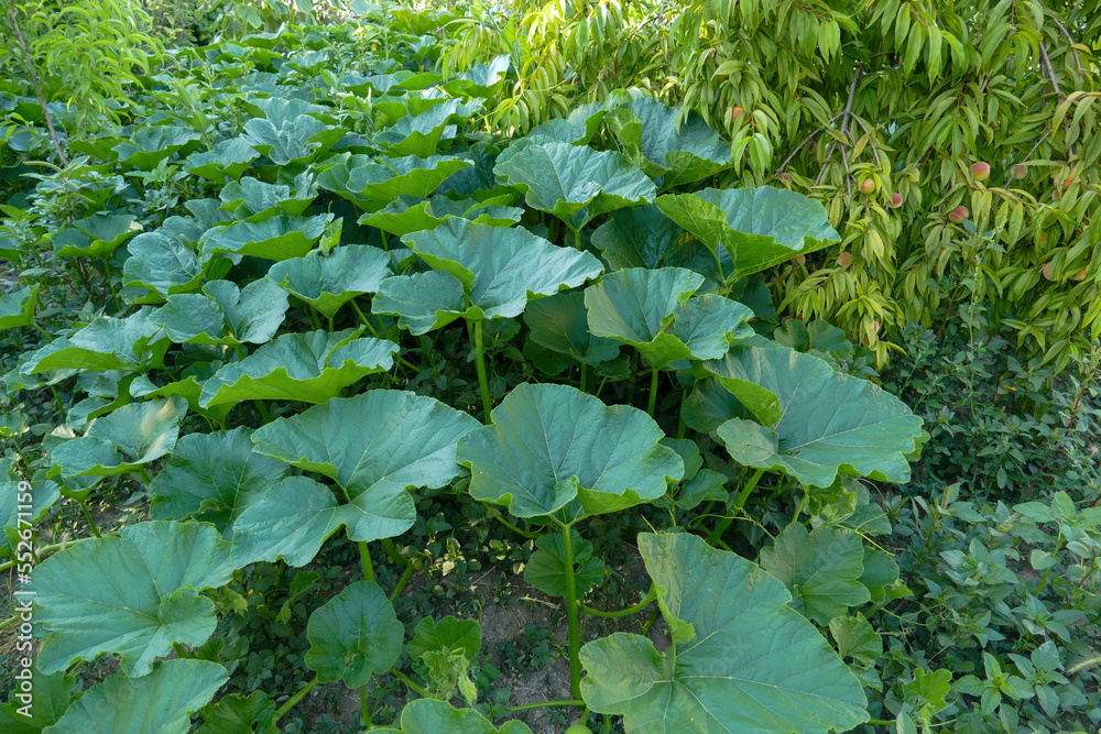 the leaves of the pumpkin plant, the pumpkin plant and its large leaves ...
