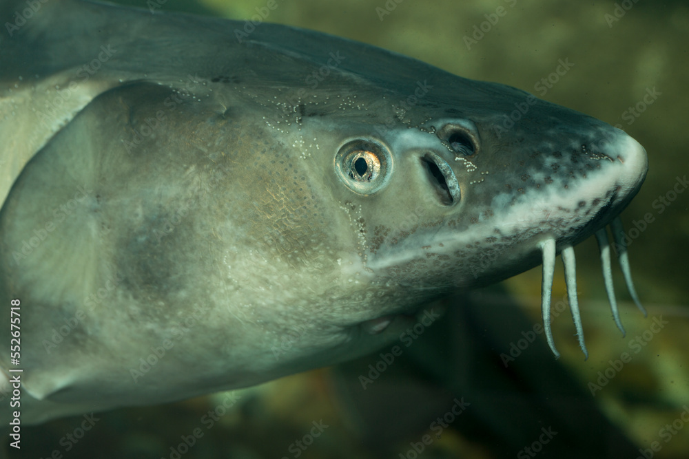 Russian sturgeon (Acipenser gueldenstaedtii), is a species of fish in ...