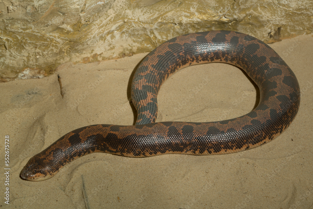 Eryx colubrinus, the Egyptian or Kenyan sand boa is a species of snake ...