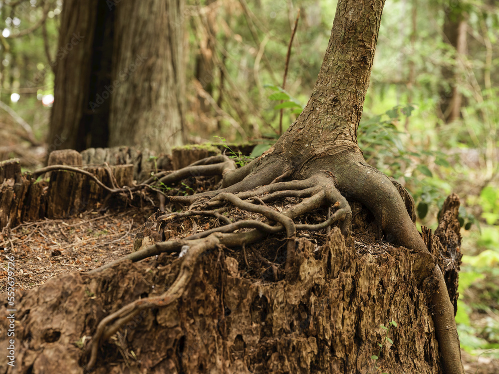 Close-up of roots of a tree growing on a tree stump in a rainforest ...