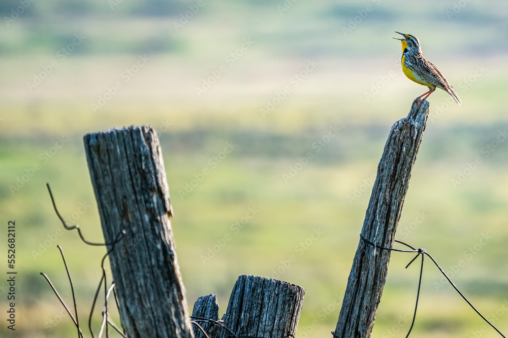 Bird perched on a post, calling with mouth open, Grasslands National ...