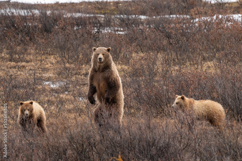Powerful Grizzly Bear (Ursus arctos horribilis) stands on its hind legs ...