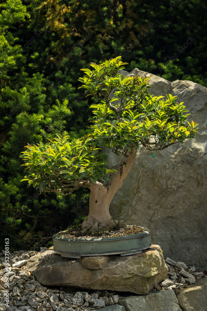 Deciduous bonsai in a bowl with planting date. Stock Photo | Adobe Stock