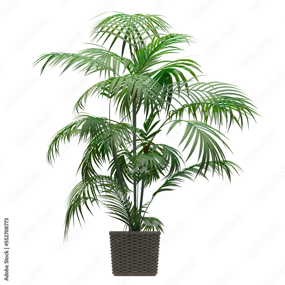 Generic Plant Tree PNG rendered in 4K Resolution for compositing and ...