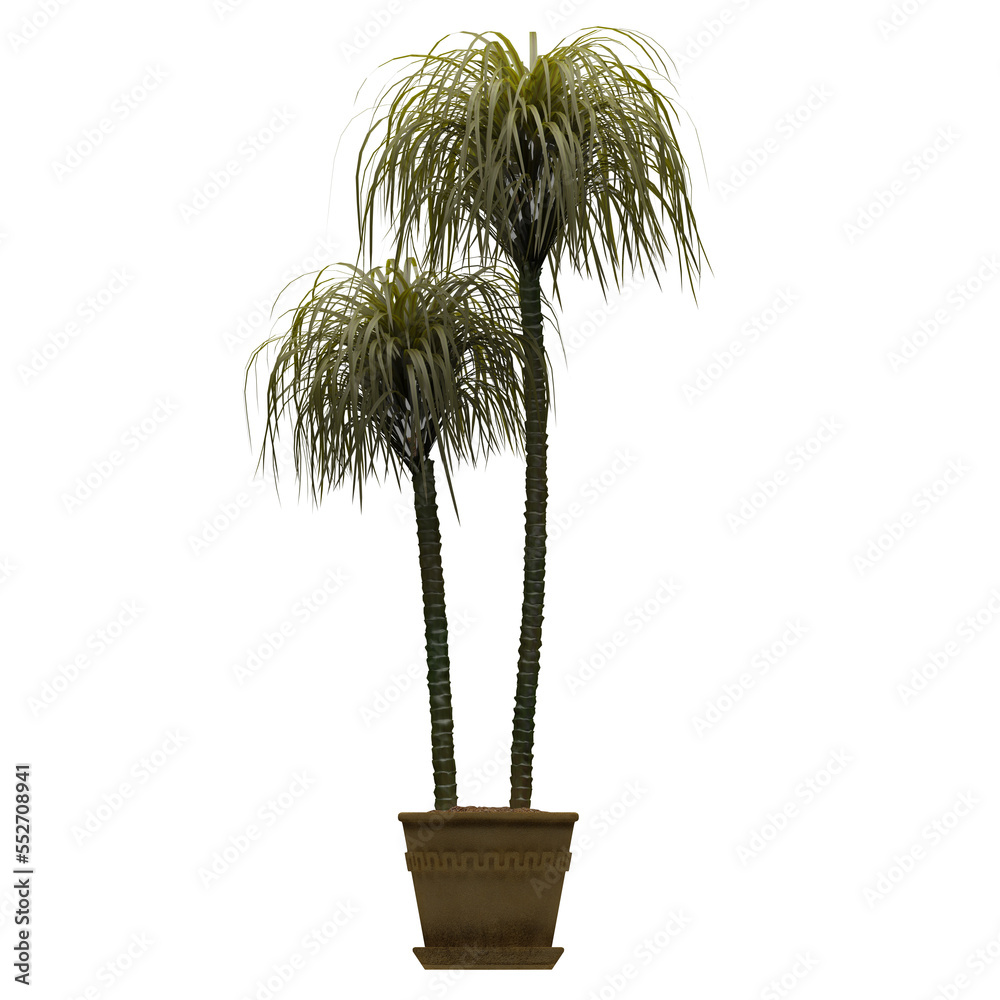 Generic Plant Tree PNG rendered in 4K Resolution for compositing and ...