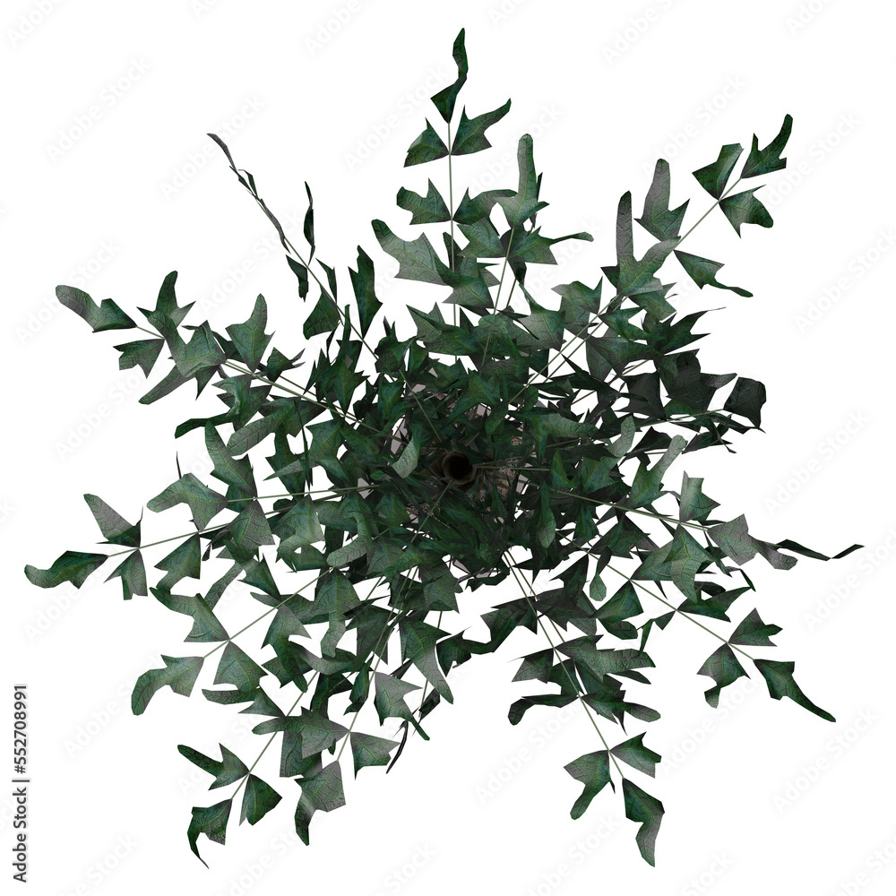 Generic Plant Tree PNG rendered in 4K Resolution for compositing and ...