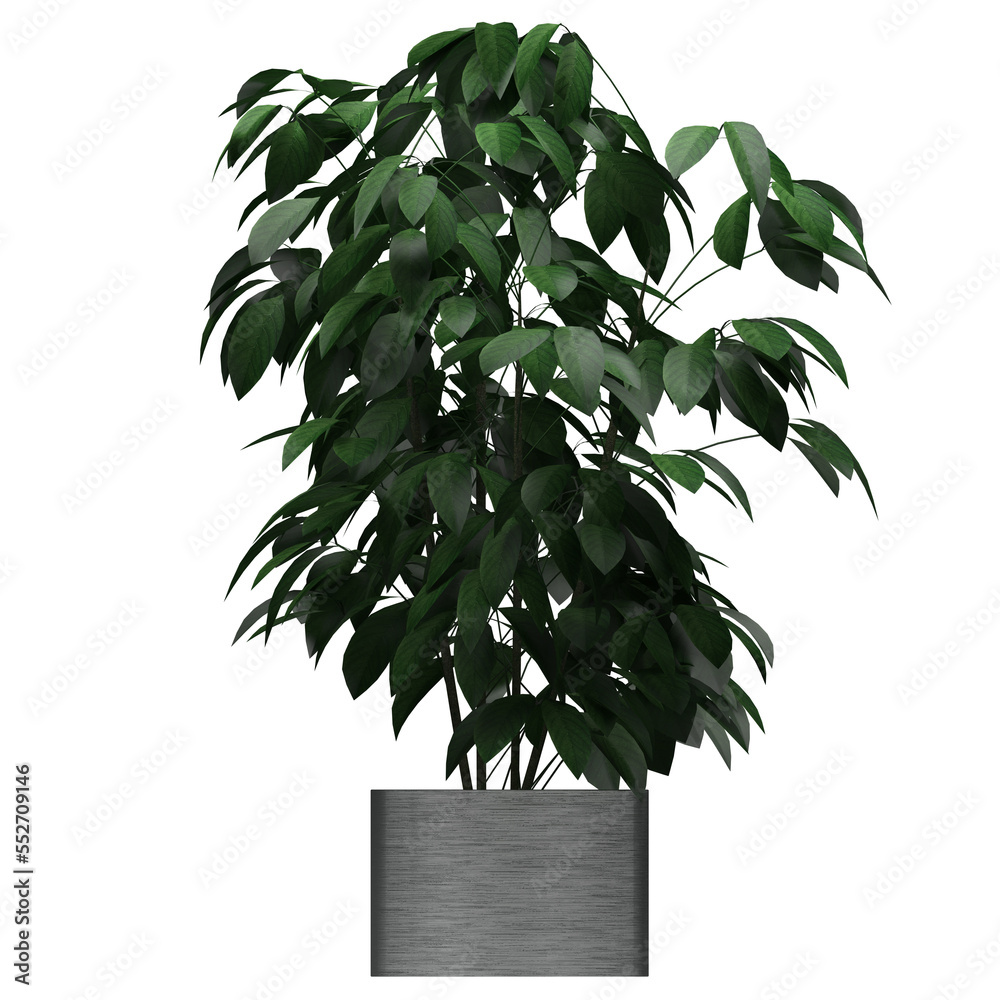 Generic Plant Tree PNG rendered in 4K Resolution for compositing and ...