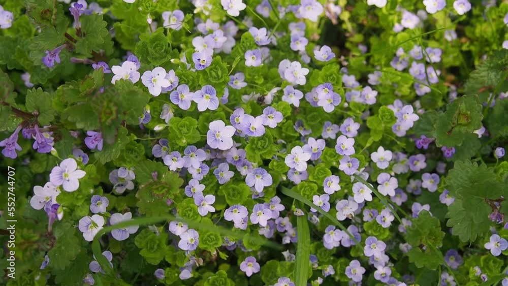 Veronica persica on the green background. Common field-speedwell also ...