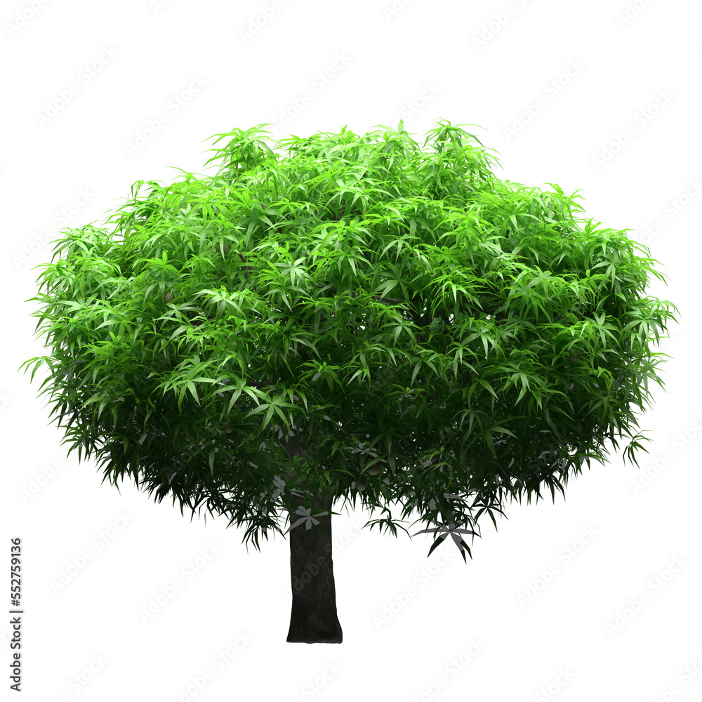 Generic Plant Tree PNG rendered in 4K Resolution for compositing and ...