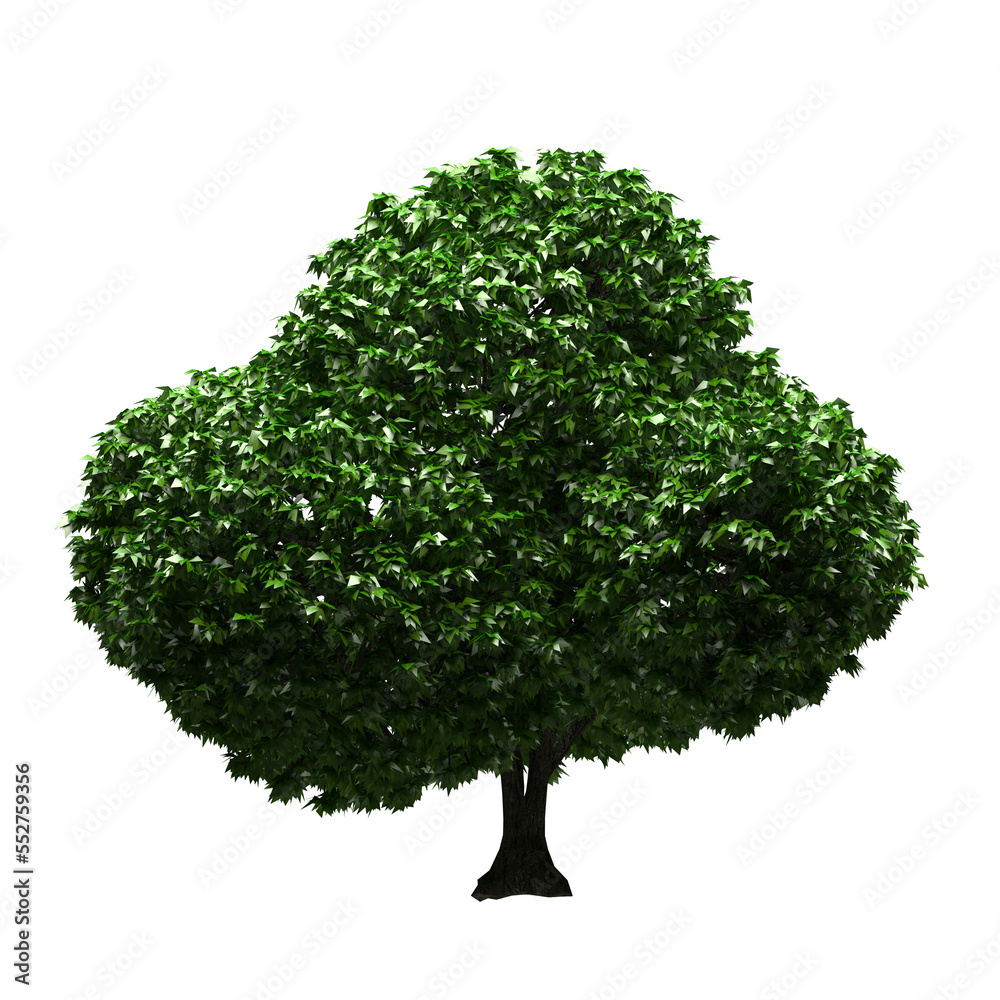 Generic Plant Tree PNG rendered in 4K Resolution for compositing and ...