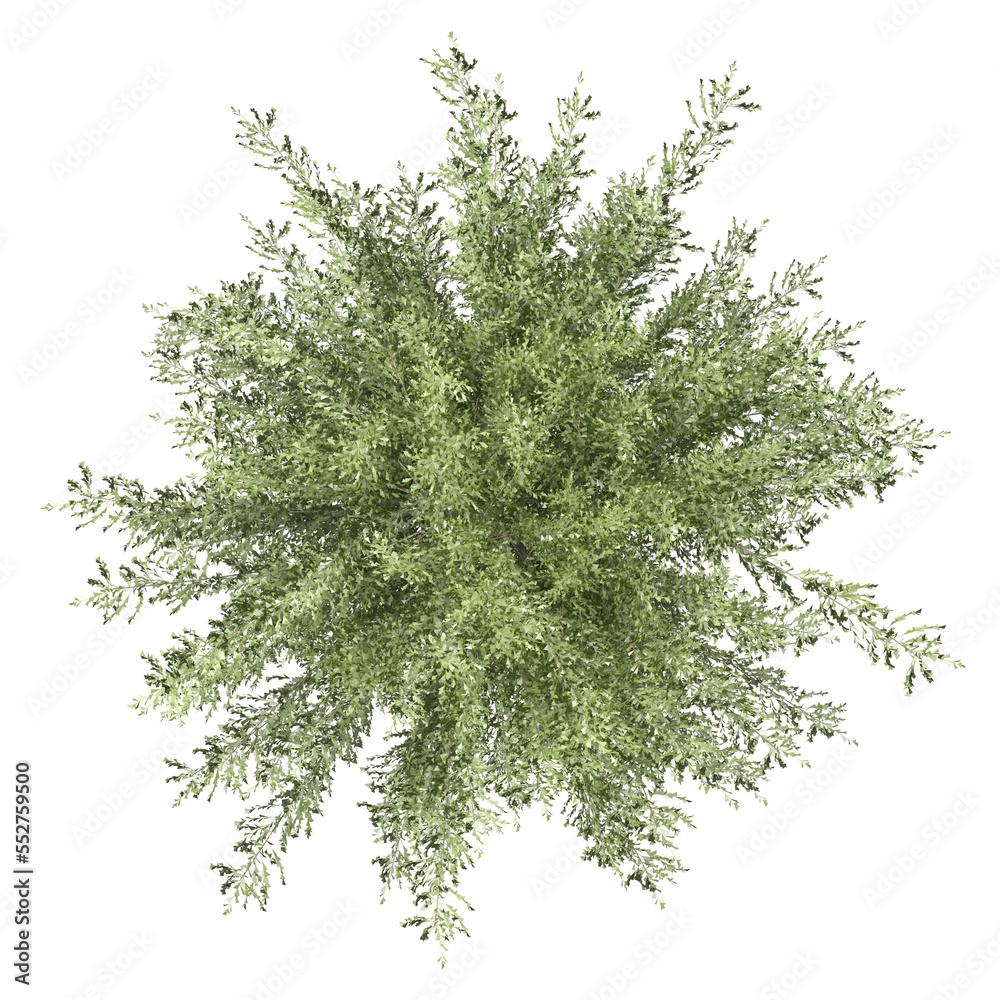 Generic Plant Tree PNG rendered in 4K Resolution for compositing and ...