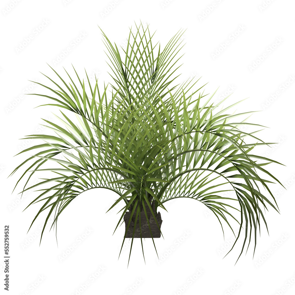 Generic Plant Tree PNG rendered in 4K Resolution for compositing and ...