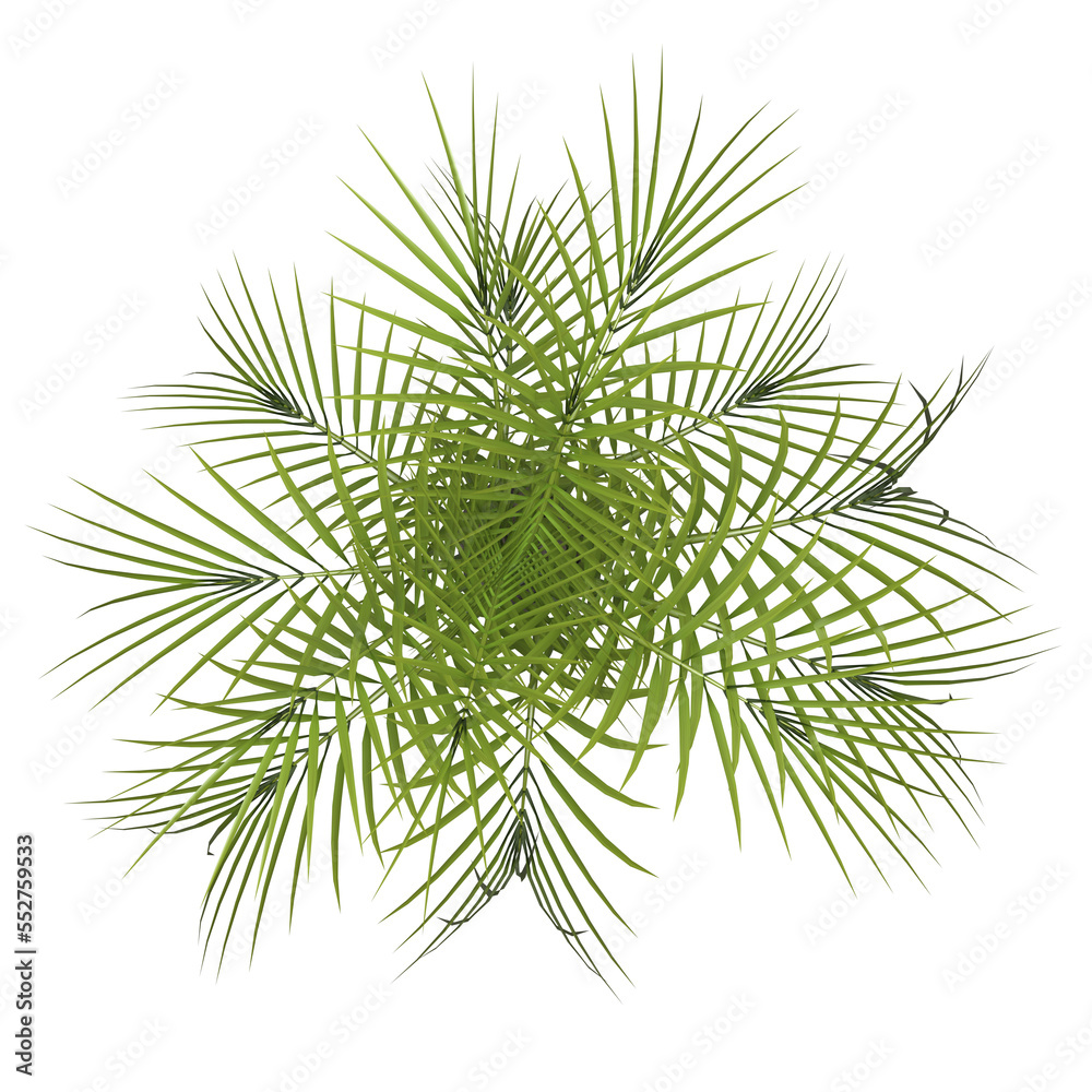 Generic Plant Tree PNG rendered in 4K Resolution for compositing and ...
