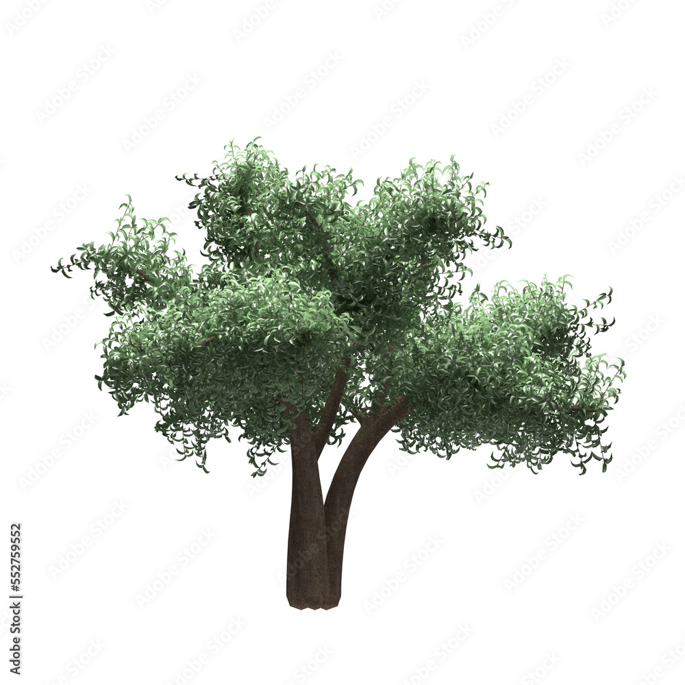 Generic Plant Tree PNG rendered in 4K Resolution for compositing and ...