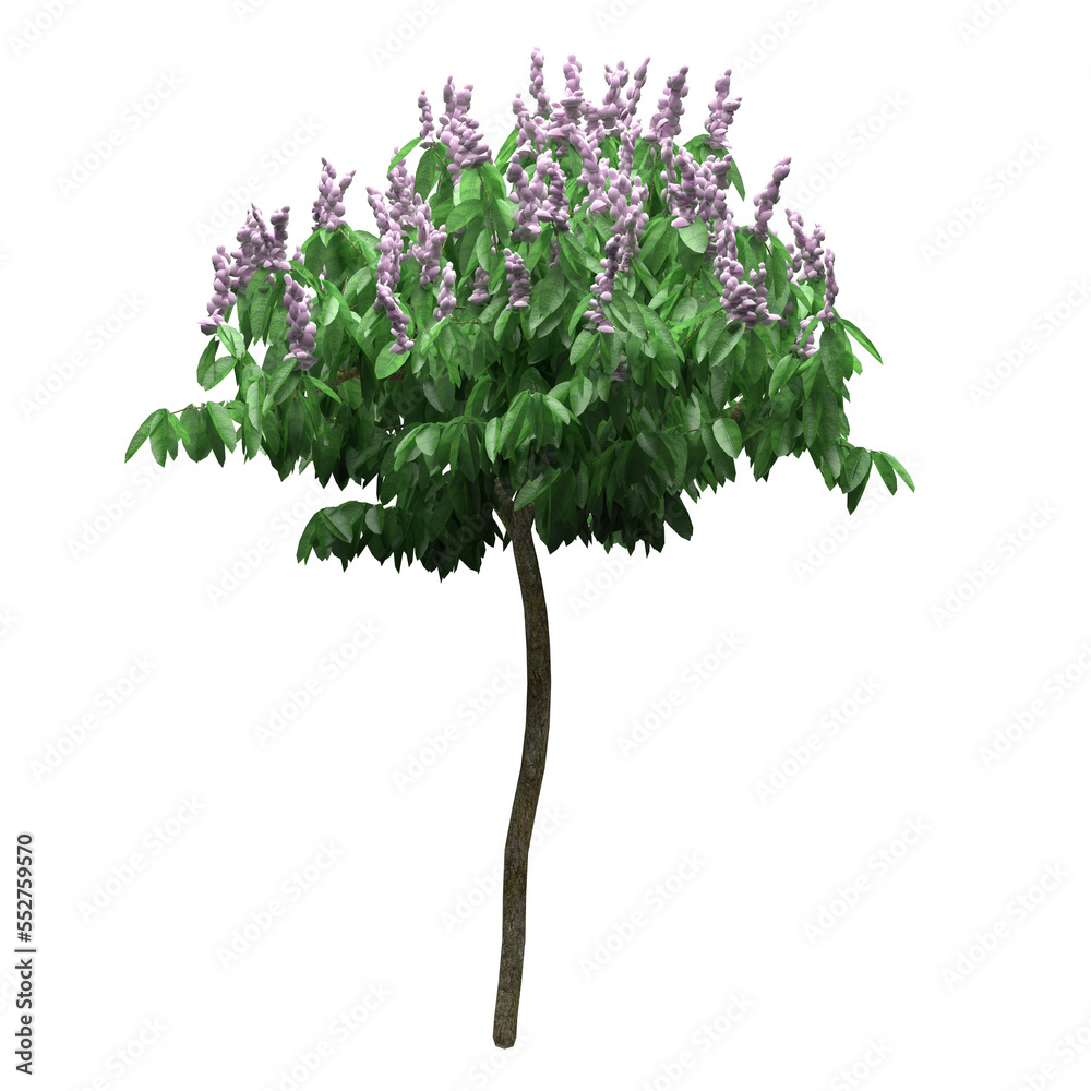 Generic Plant Tree PNG rendered in 4K Resolution for compositing and ...