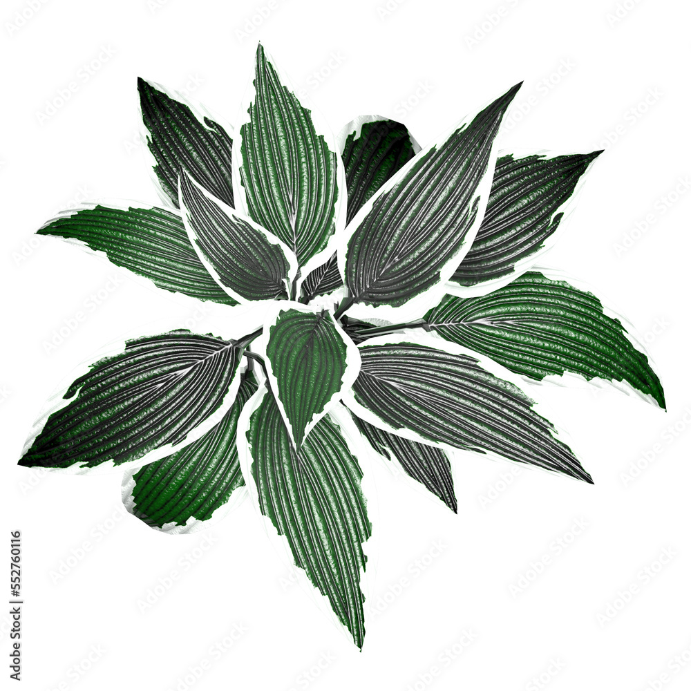 Generic Plant Tree PNG rendered in 4K Resolution for compositing and ...