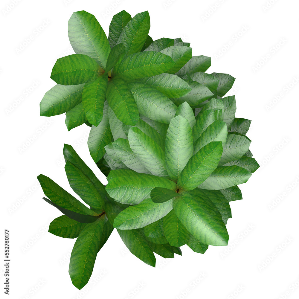 Generic Plant Tree PNG rendered in 4K Resolution for compositing and ...