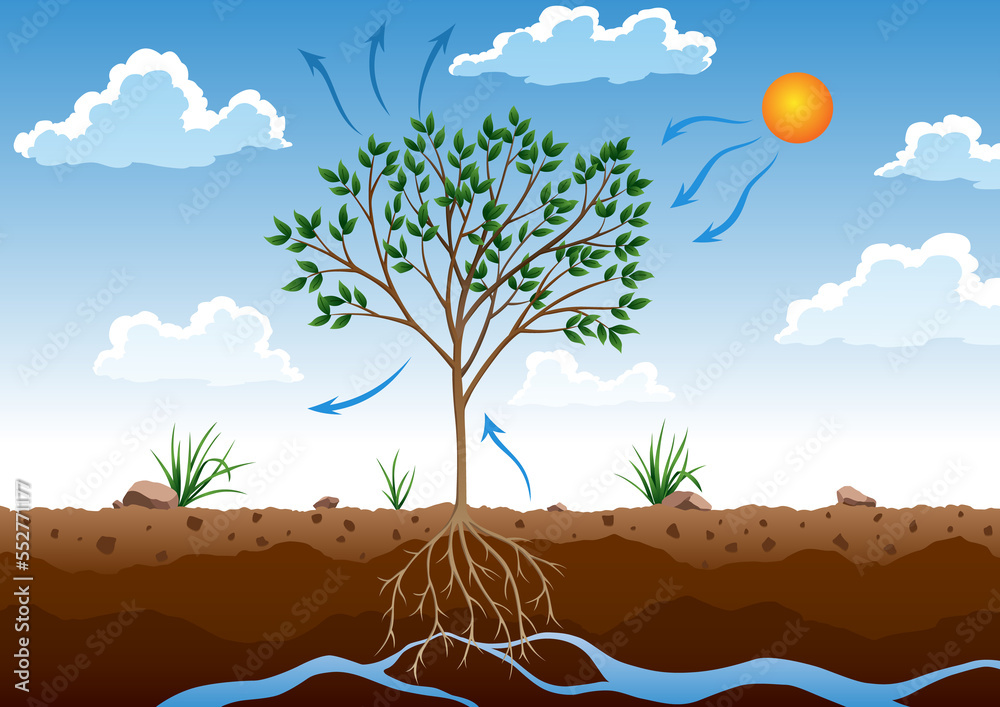 Photosynthesis process. Tree produce oxygen using rain and sun. Diagram ...