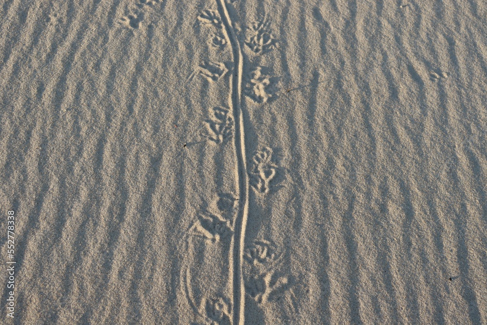 Goanna or Lace Monitor tracks through the sand at Fingal Bay, NSW ...
