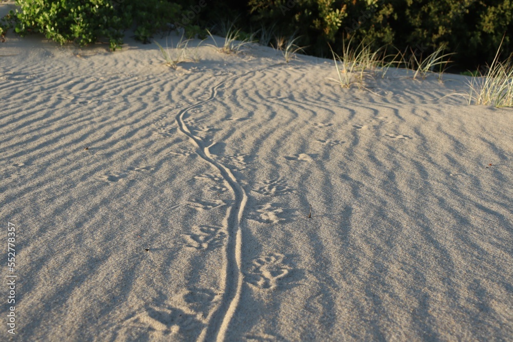 Goanna or Lace Monitor tracks through the sand at Fingal Bay, NSW ...