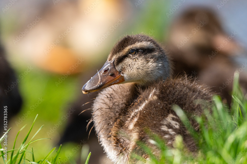 Les canes et leurs canetons au printemps Stock Photo | Adobe Stock