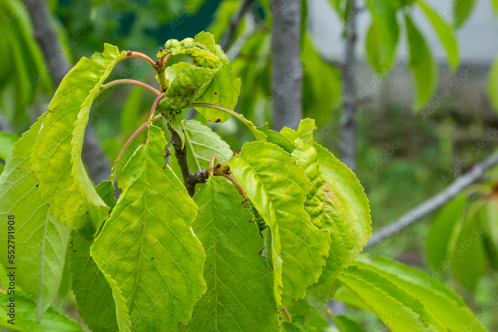 Twisted leaves of cherry. Cherry branch with wrinkled leaves affected by black aphid. Aphids ...