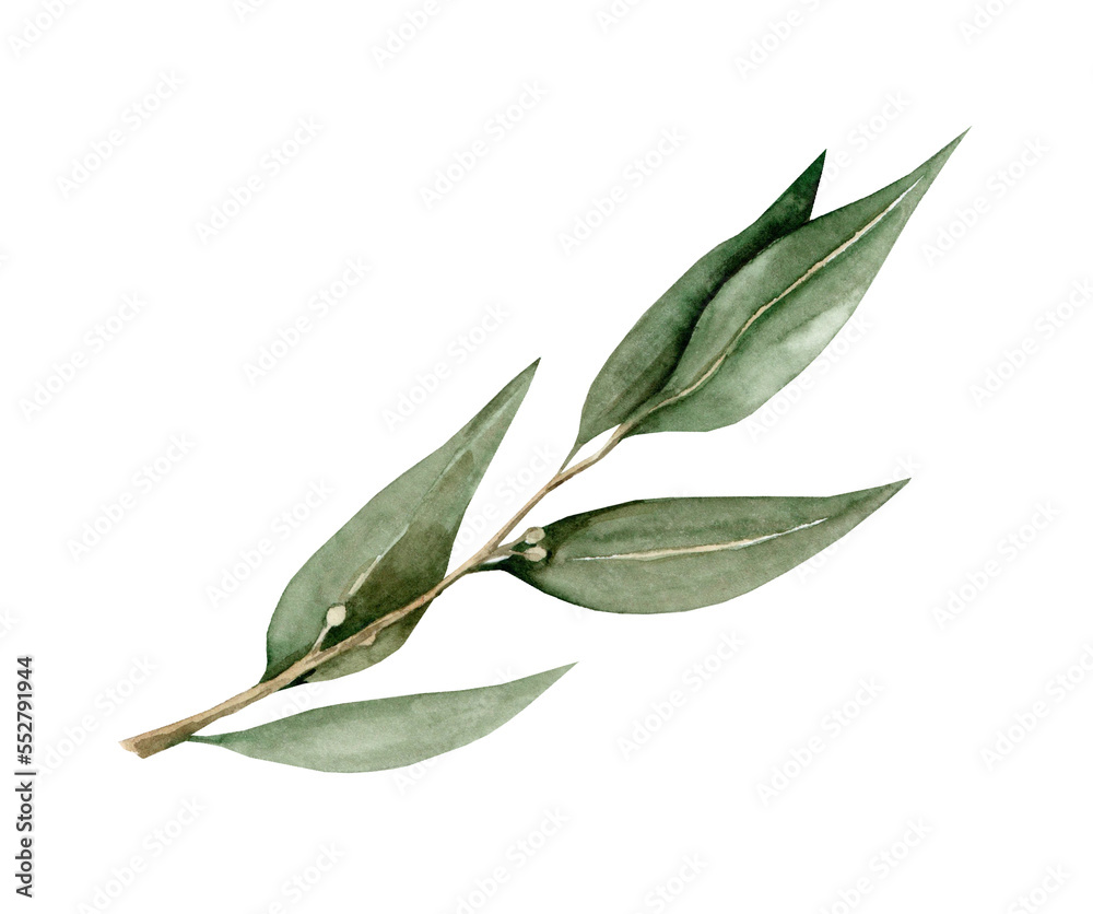 Laurel branch. Watercolor hand drawn illustration isolated on white ...