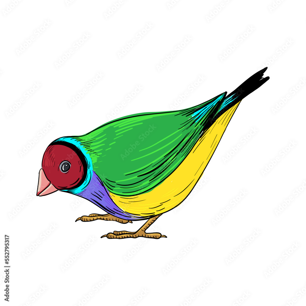 vector drawing bird, Gouldian finch, hand drawn songbird, isolated ...