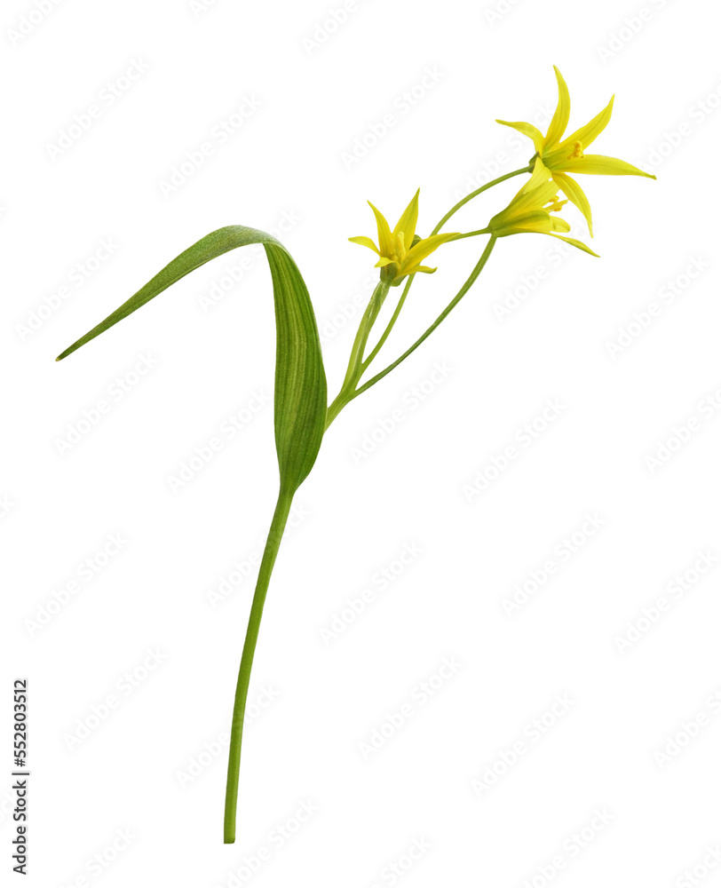 Closeup of yellow Gagea lutea flowers, bud and leaves isolated. Profile ...