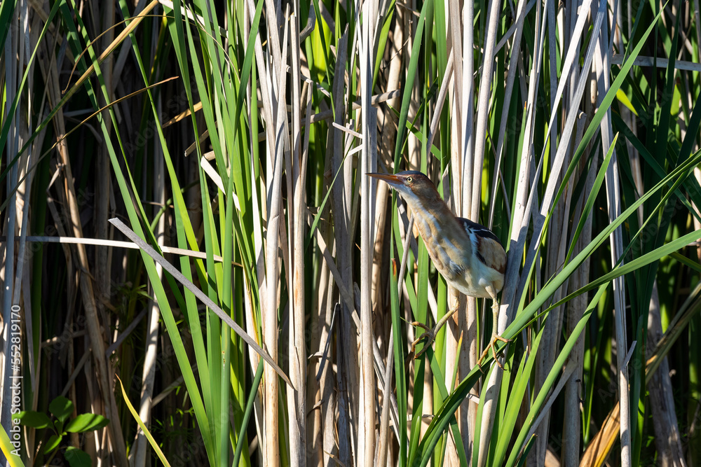 Least bittern (Ixobrychus exilis). The least bittern is one of the ...