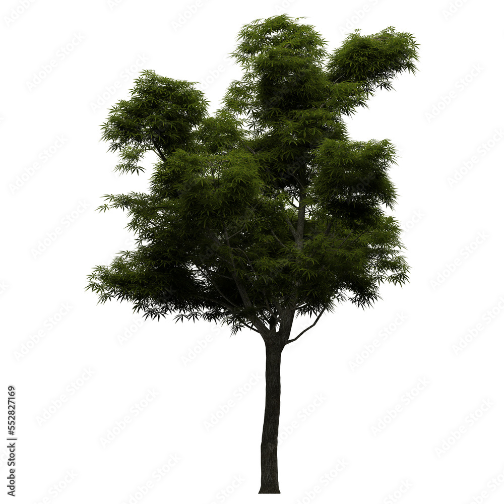 Generic Plant Tree PNG rendered in 4K Resolution for compositing and ...