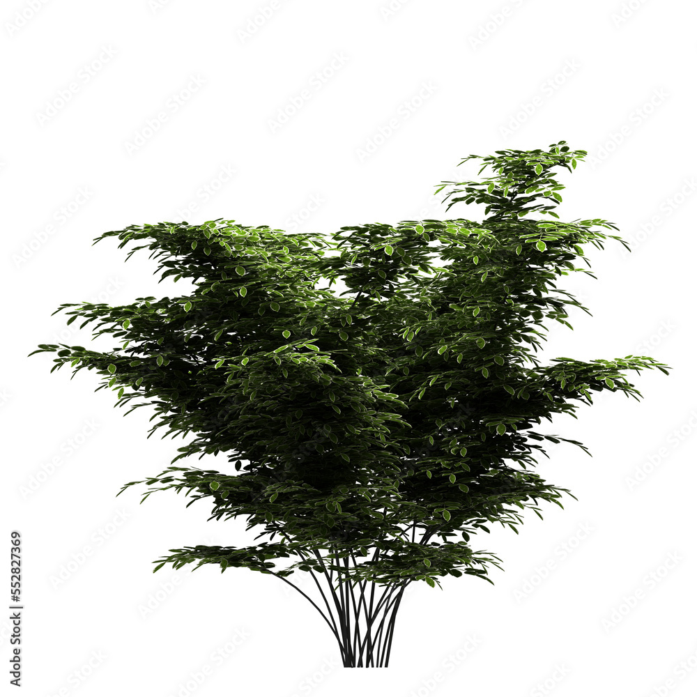 Generic Plant Tree PNG rendered in 4K Resolution for compositing and ...