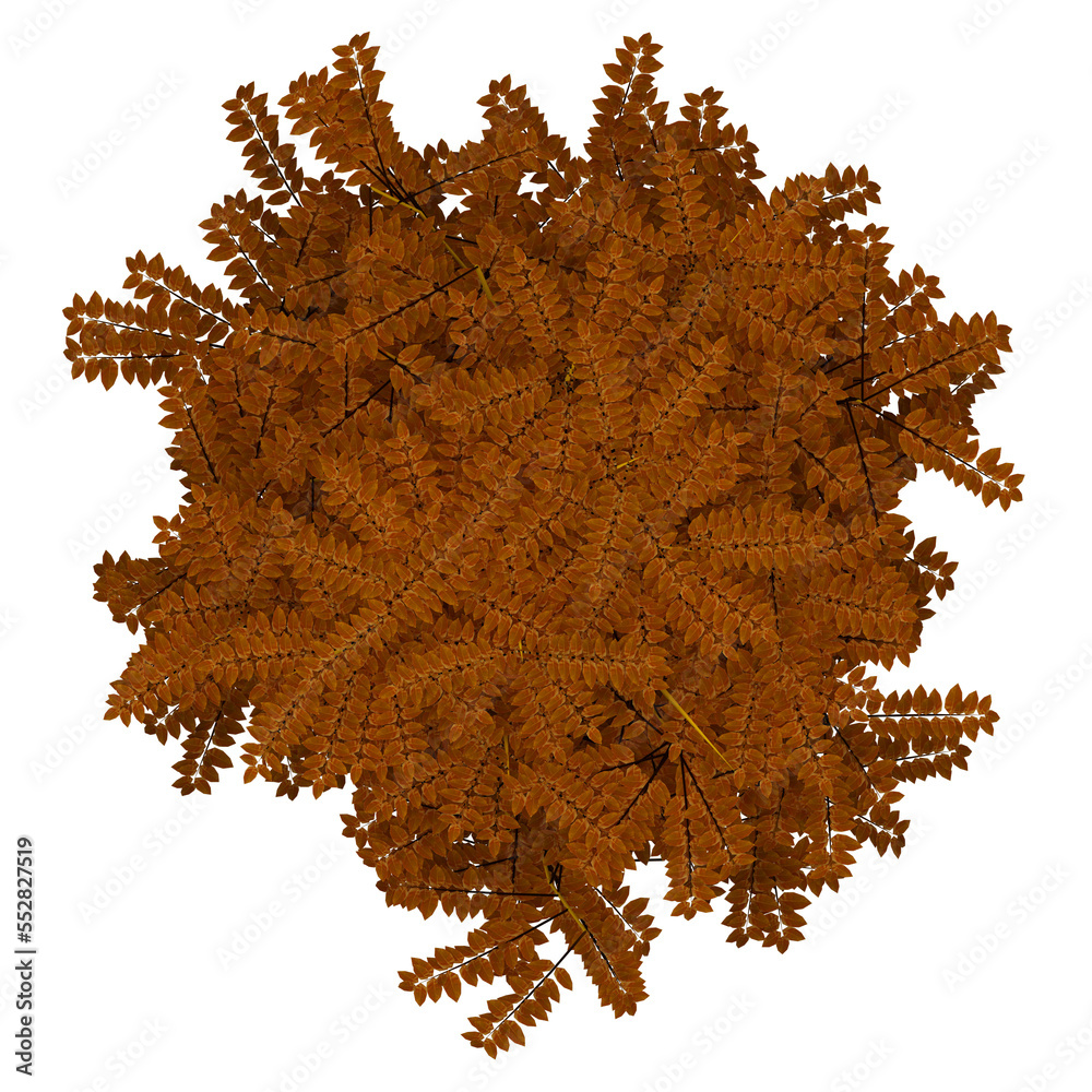 Generic Plant Tree PNG rendered in 4K Resolution for compositing and ...