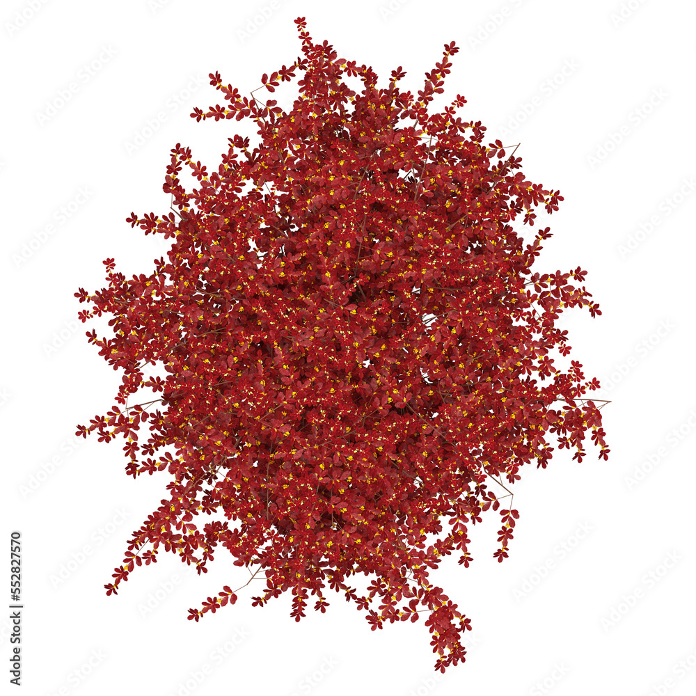 Generic Plant Tree PNG rendered in 4K Resolution for compositing and ...