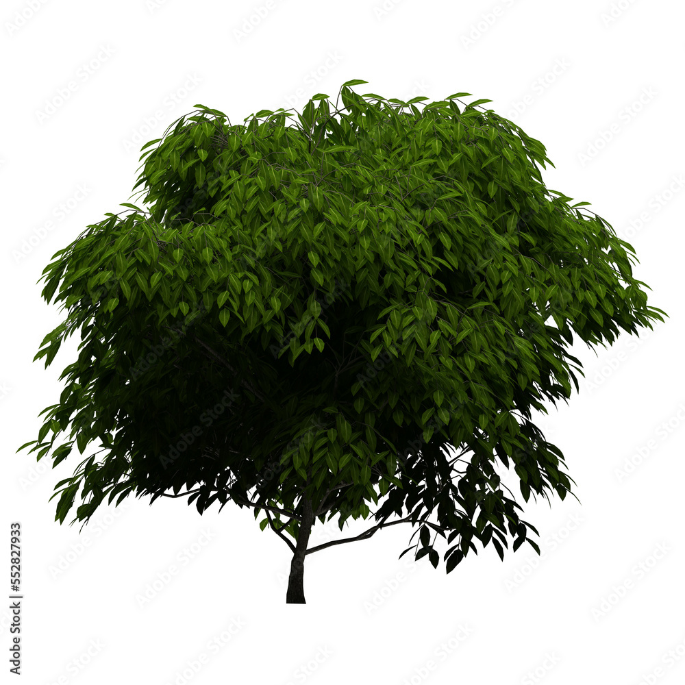 Generic Plant Tree PNG rendered in 4K Resolution for compositing and ...