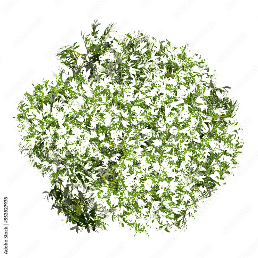 Generic Plant Tree PNG rendered in 4K Resolution for compositing and ...