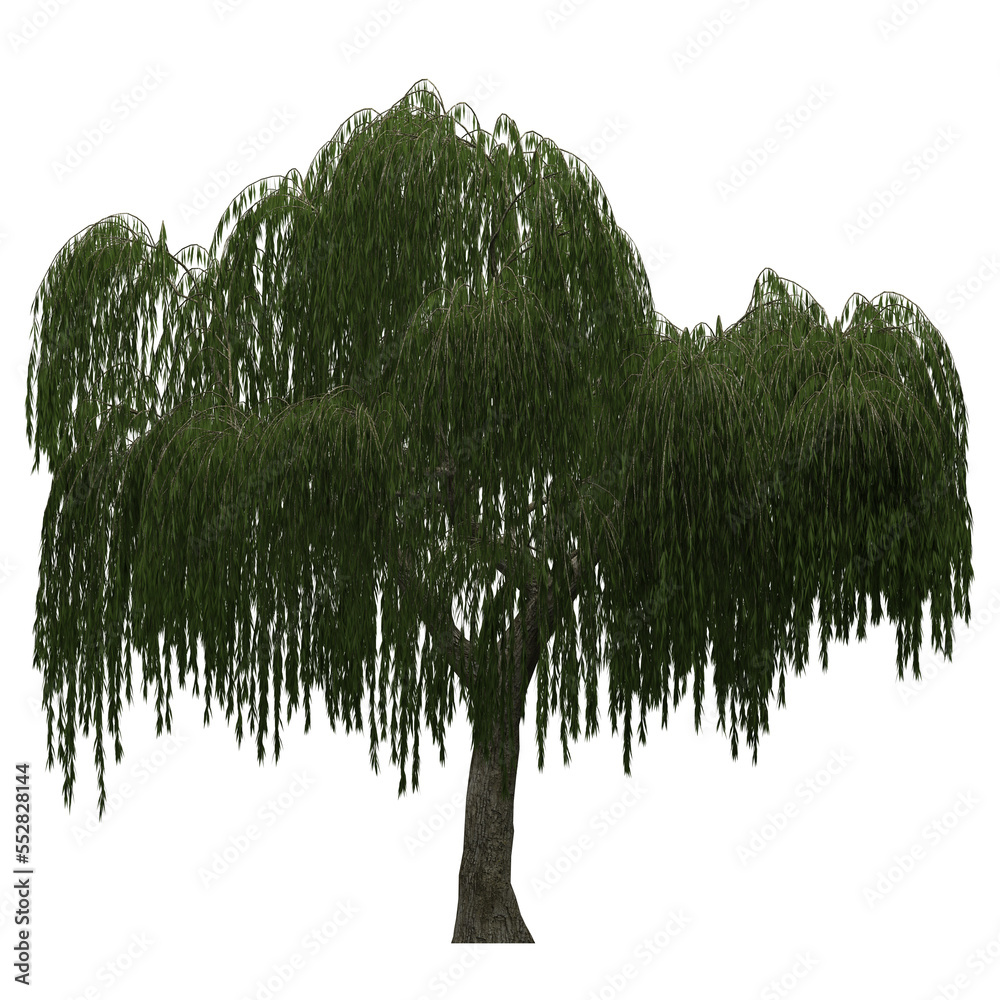 Generic Plant Tree PNG rendered in 4K Resolution for compositing and ...