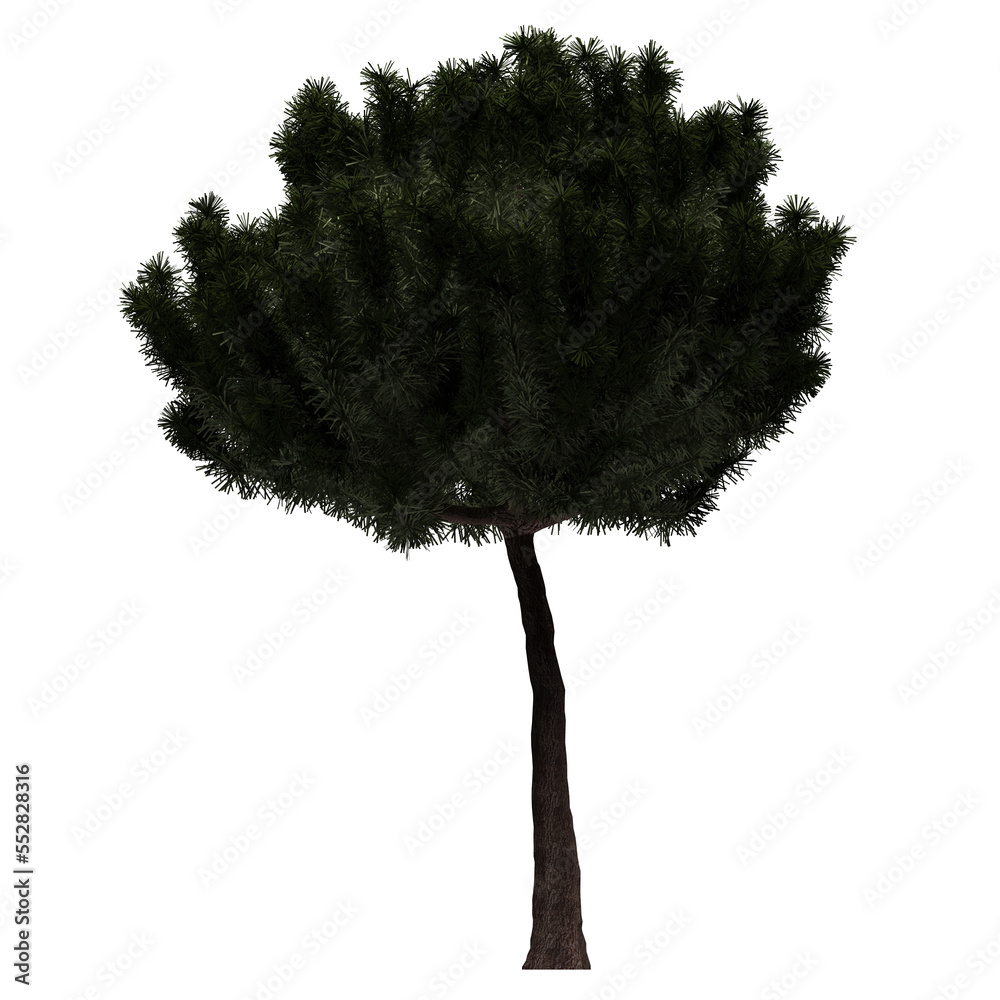 Generic Plant Tree PNG rendered in 4K Resolution for compositing and ...