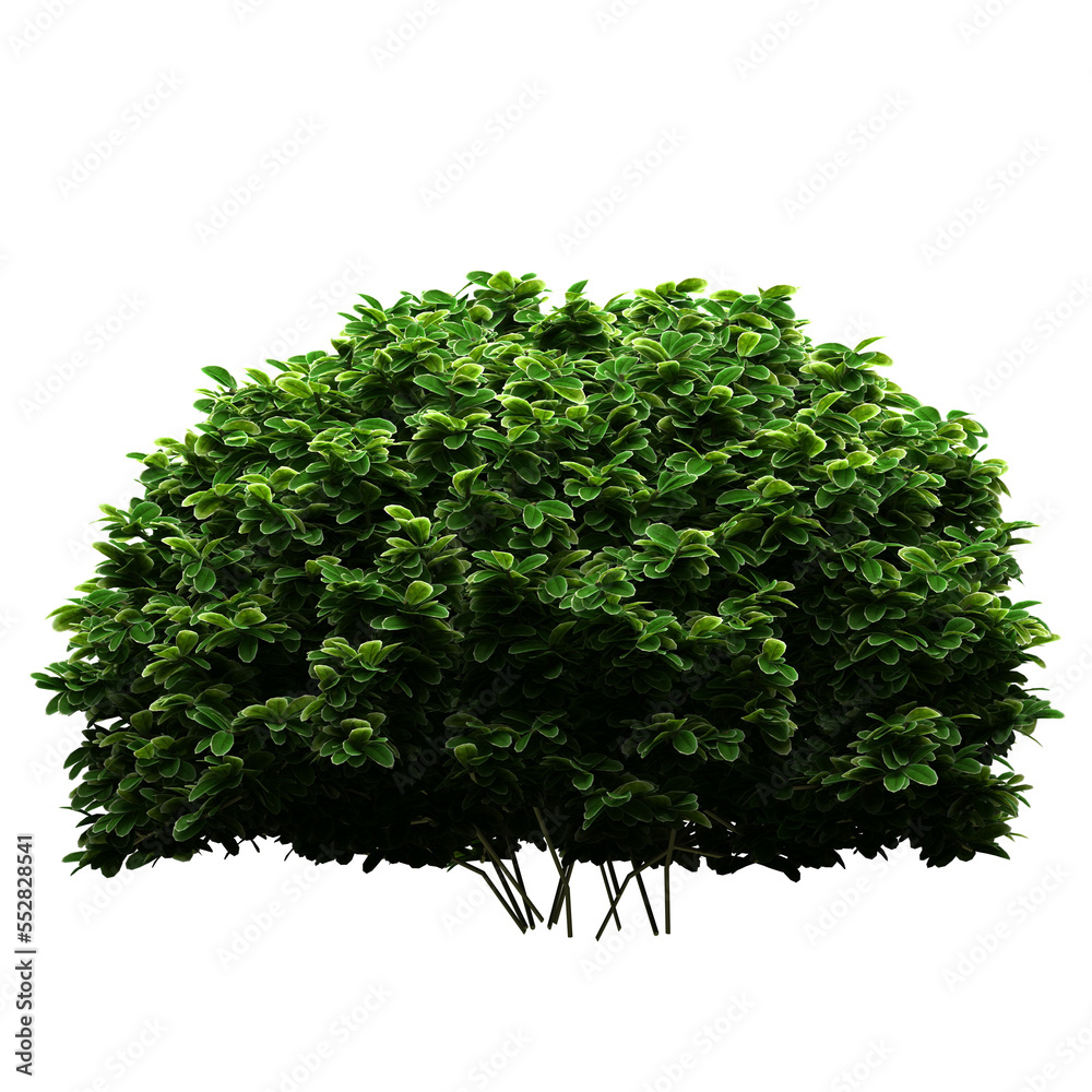 Generic Plant Tree PNG in 4K Resolution for compositing and Background ...