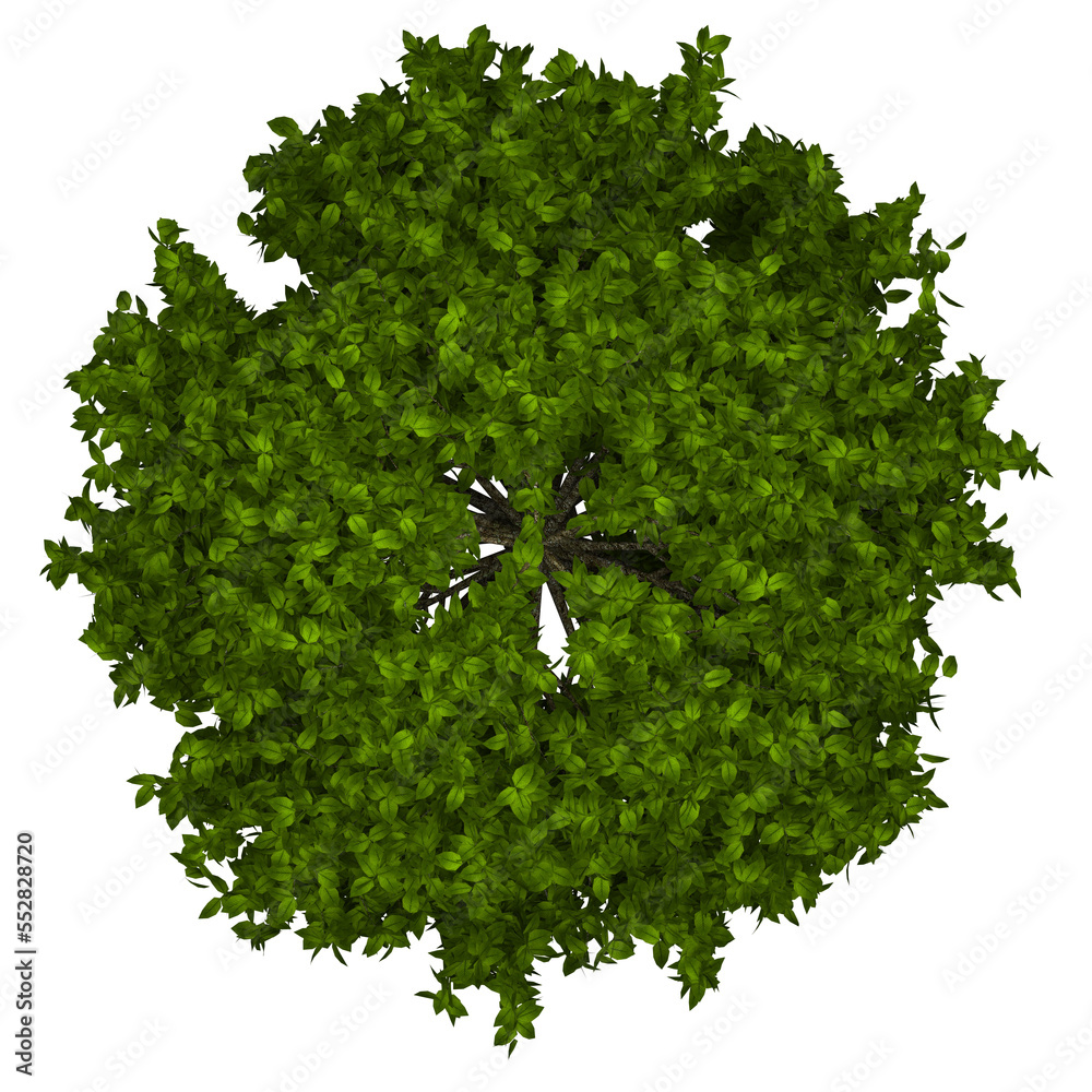 Generic Plant Tree PNG in 4K Resolution for compositing and Background ...