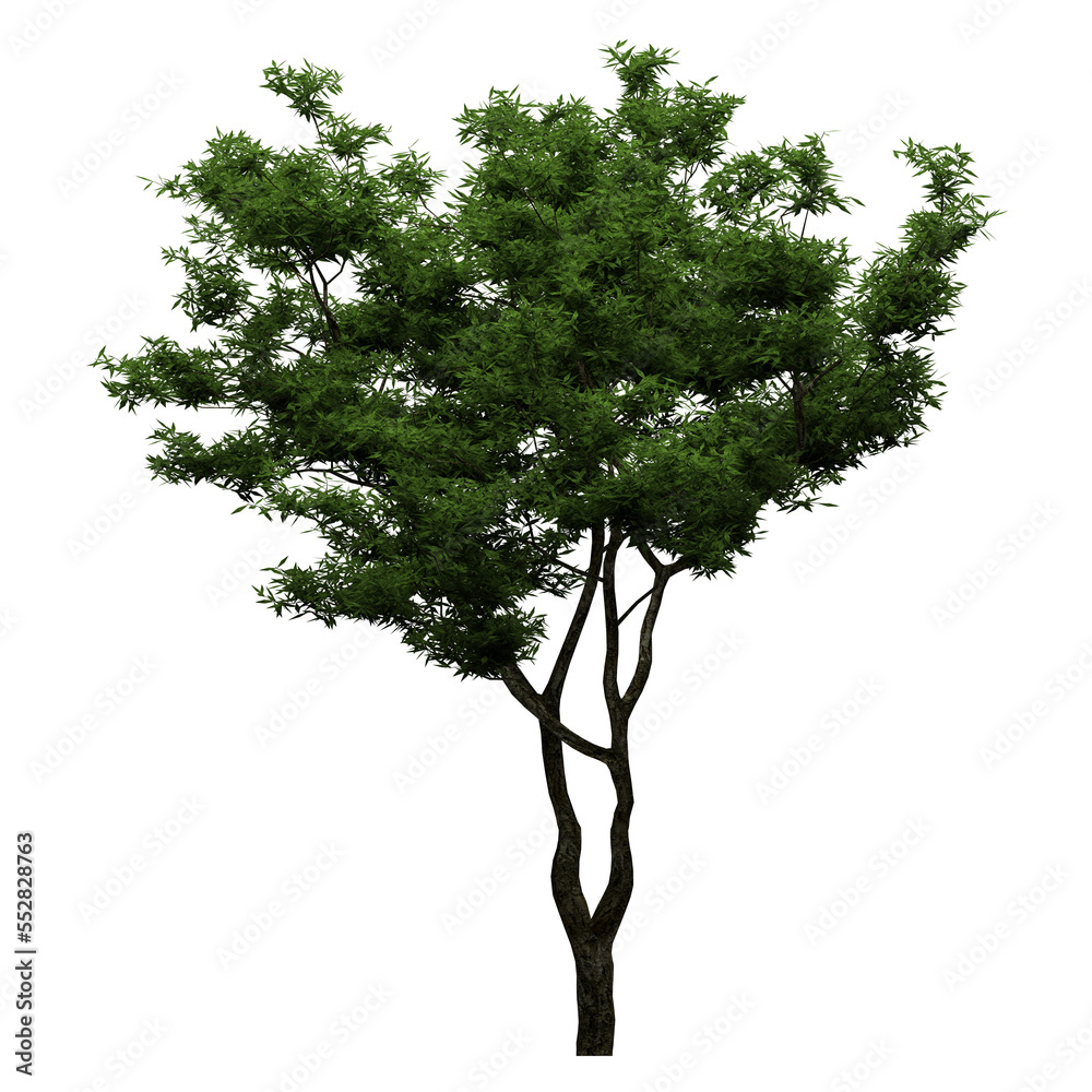 Generic Plant Tree PNG in 4K Resolution for compositing and Background ...