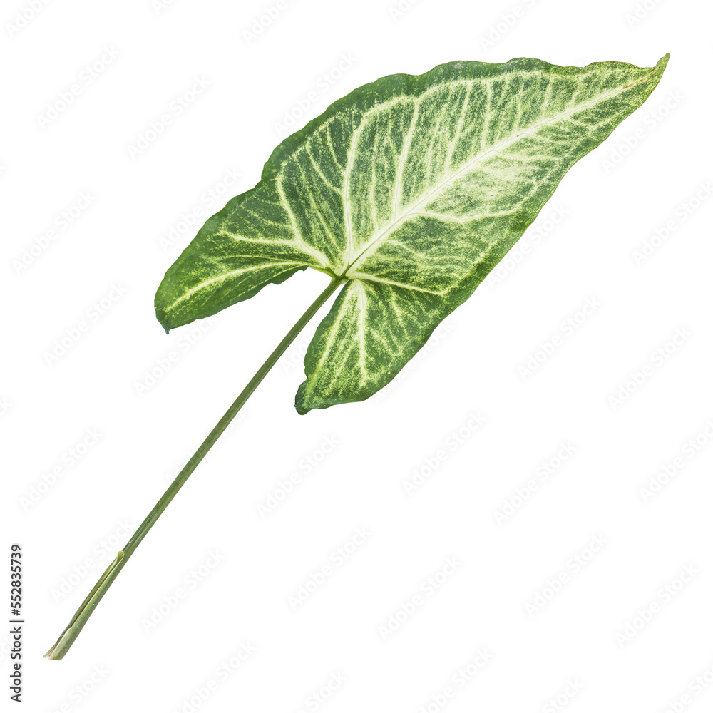 Fresh green nephthytis leaf isolated on transparent background Stock ...