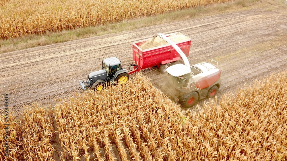 maize chopper, forage harvester and tractor with trailer harvesting ...