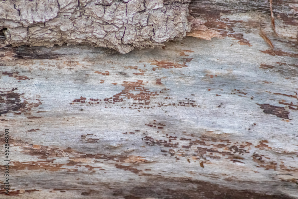 Natural figure organic wood grain shows tree bark details of hardwood ...