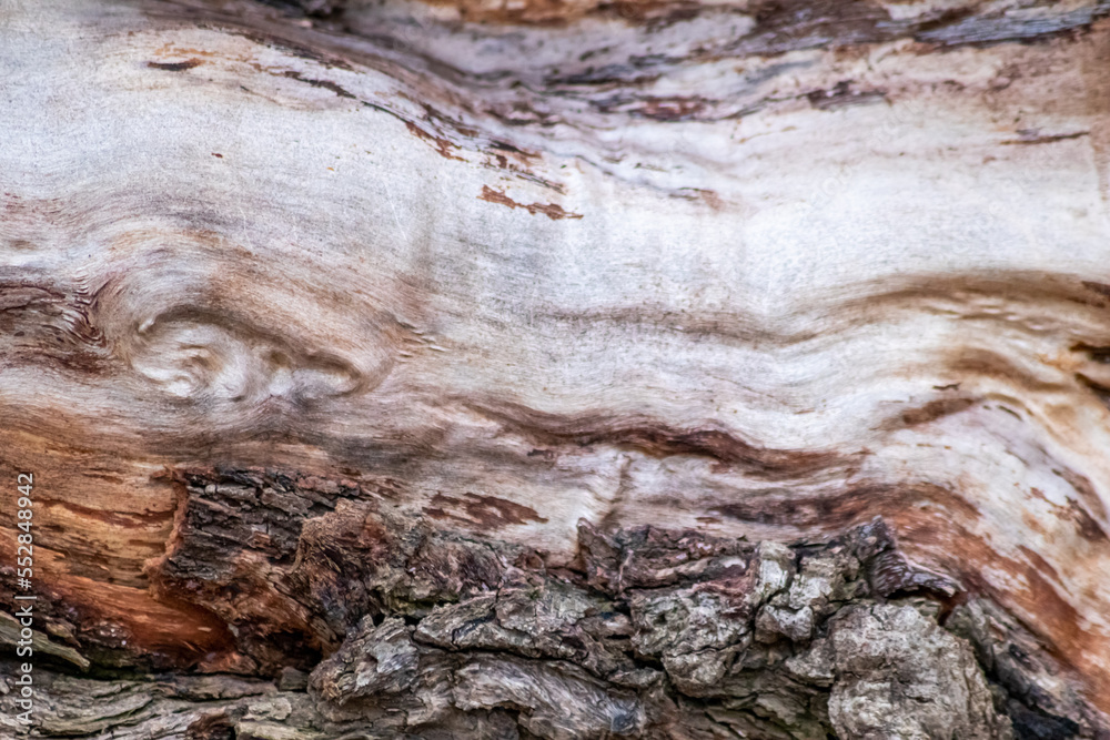 Natural figure organic wood grain shows tree bark details of hardwood ...