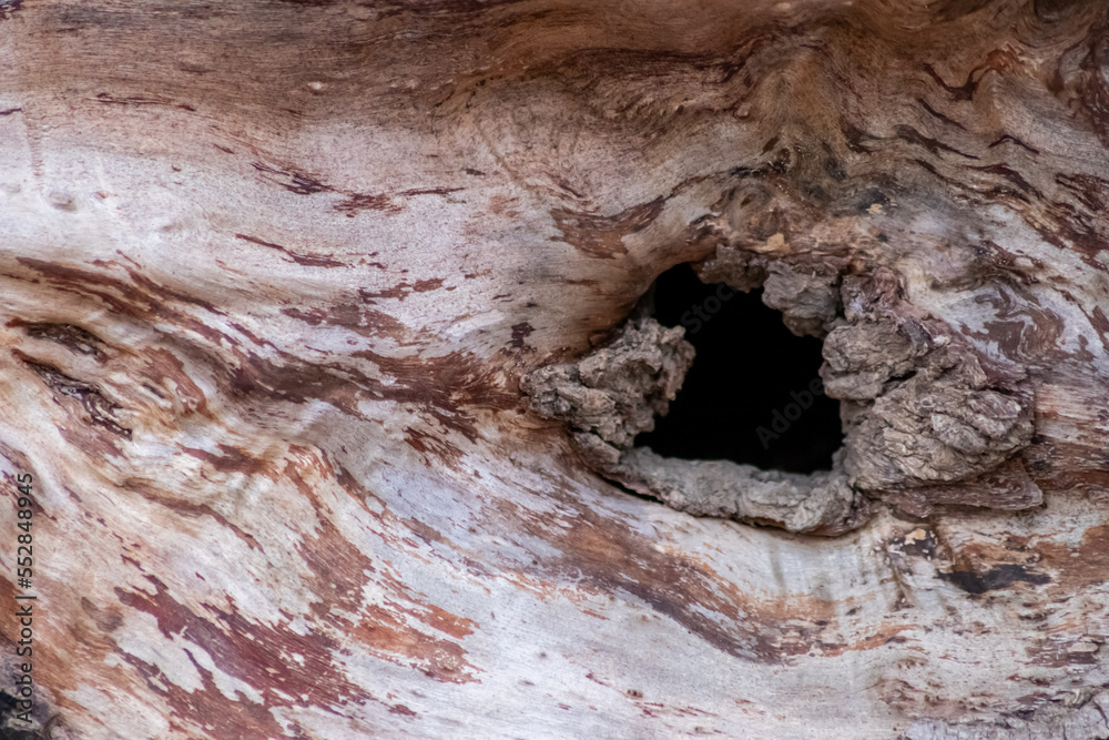 Natural figure organic wood grain shows tree bark details of hardwood ...